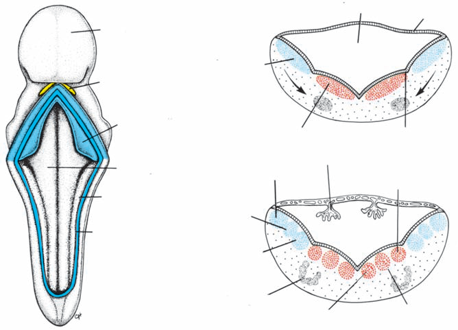 called the somatic efferent motor column